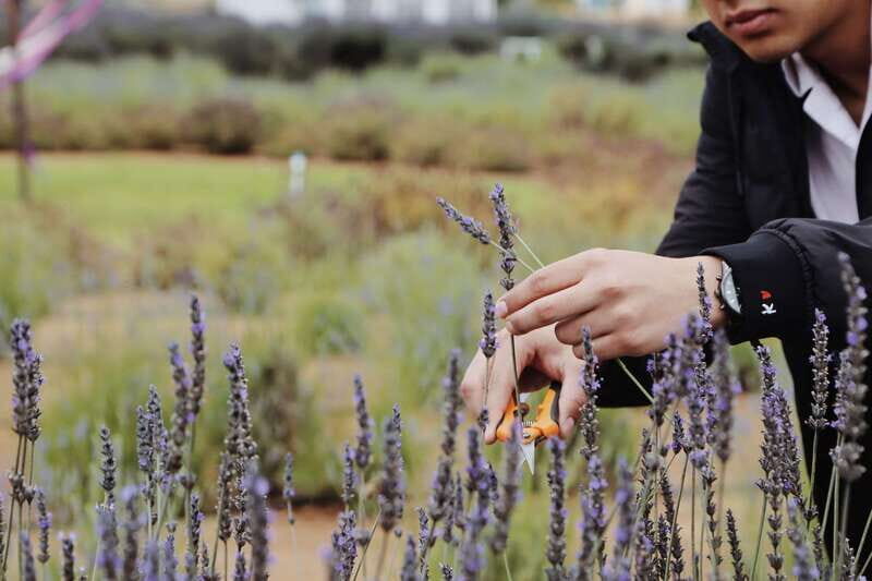 Lavender Experience Valle de Guadalupe - Guided Field Tour - Exploring the Tour Itinerary in Detail
