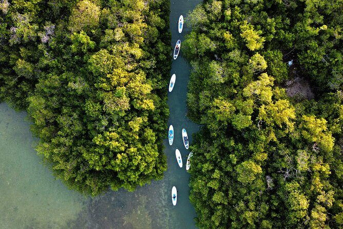 Learn Paddle Board and Explore the Mangroves of Progreso - The Sum Up