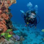 Learn to Scuba Dive in Cabo San Lucas with PADI - The Sum Up