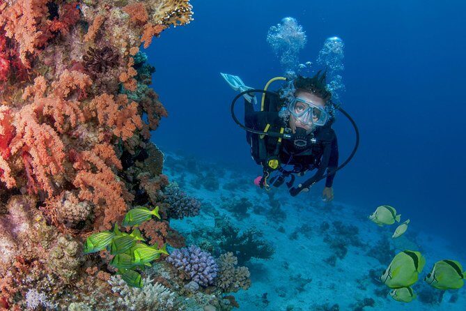 Learn to Scuba Dive in Cabo San Lucas with PADI - The Sum Up