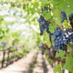 Leon: Viñedo Tierra de Luz Tour with Wine Tasting - Who Should Consider This Tour?