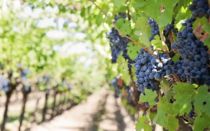 Leon: Viñedo Tierra de Luz Tour with Wine Tasting - Who Should Consider This Tour?
