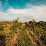 León: Wine Tasting & Vineyard Tour at Viñedo Jalpense - What Makes This Tour Stand Out?