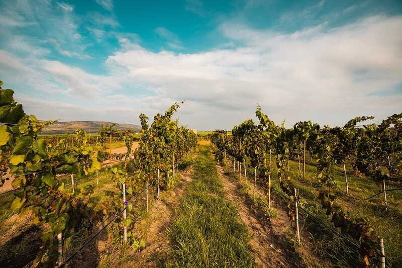 León: Wine Tasting & Vineyard Tour at Viñedo Jalpense - What Makes This Tour Stand Out?