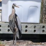 Liberty Bay Wildlife Kayaking - How the Experience Comes Together