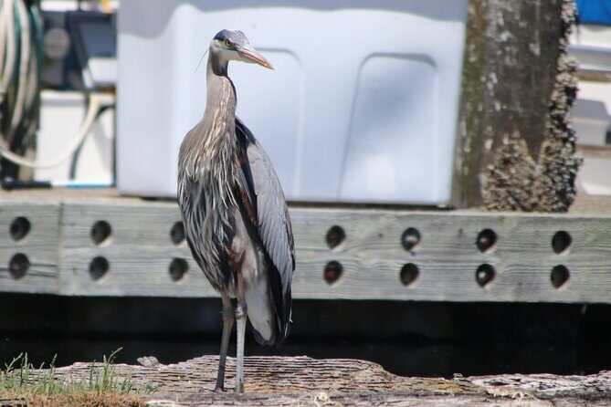 Liberty Bay Wildlife Kayaking - How the Experience Comes Together