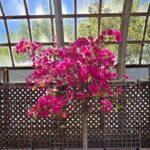 Lincoln Park Nature Museum and Zoo Public Walking Tour - Practical Details and What to Expect