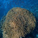 Little Tobago: Glass Bottom Boat Tour - Discovering Little Tobago