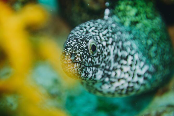 Local Dive in Playa del Carmen - The Itinerary: What to Expect?