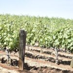 Lodi wine tasting tours Customized private 1 to 14 passenger - What to Expect During Your Day