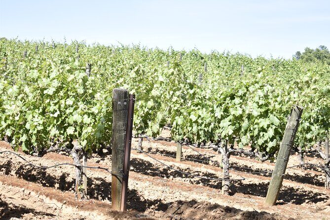 Lodi wine tasting tours Customized private 1 to 14 passenger - What to Expect During Your Day