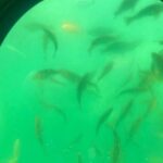 Long Beach: Glass Bottom Boat Harbor Ecotour - An In-Depth Look at the Ecotour Experience