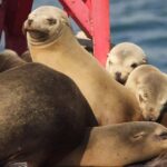 Long Beach: Sightseeing Harbor Cruise - The Itinerary and Experience in Detail