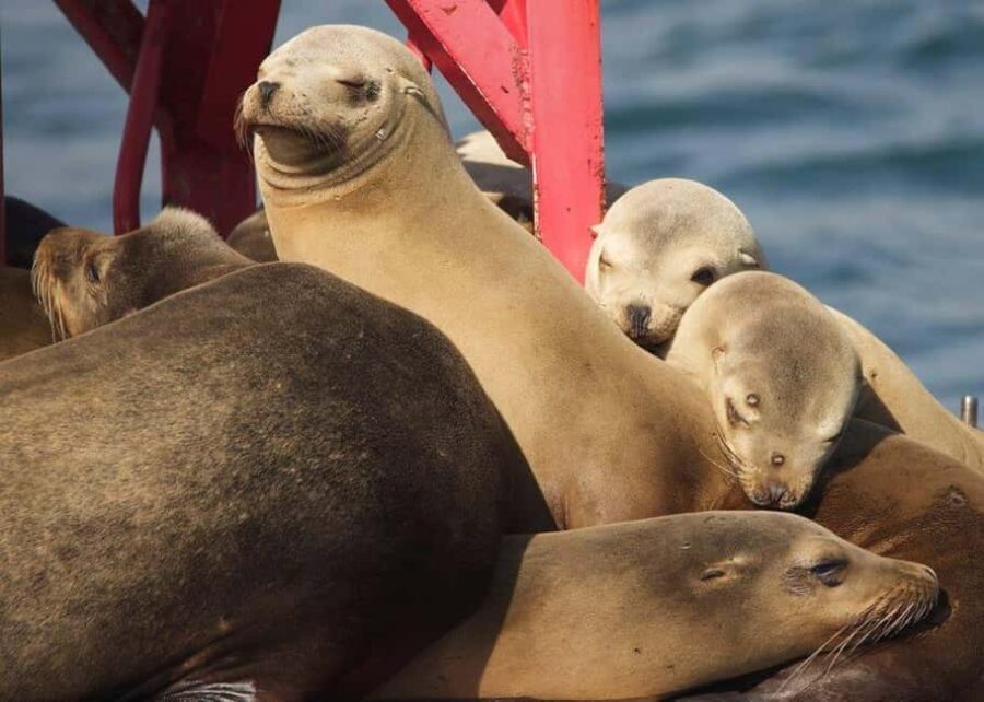 Long Beach: Sightseeing Harbor Cruise - The Itinerary and Experience in Detail