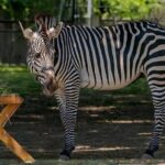 Long Island Farm & Wildplay Jones Beach Tour | Kids 50% Off - Deep Dive into Each Stop