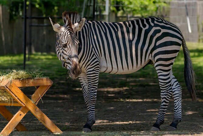 Long Island Farm & Wildplay Jones Beach Tour | Kids 50% Off - Deep Dive into Each Stop