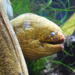 Los Angeles: Heal The Bay Aquarium in Santa Monica - What you should know before visiting