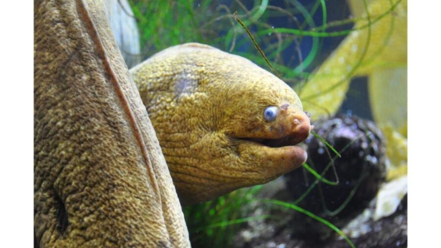 Los Angeles: Heal The Bay Aquarium in Santa Monica - What you should know before visiting