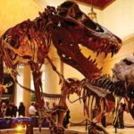 Los Angeles: Natural History Museum of LA Entry Ticket - Who Would Love This Museum?