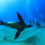 Los Cabos 3-Hour Certified Scuba Diving Tour - What You’ll Love About This Tour