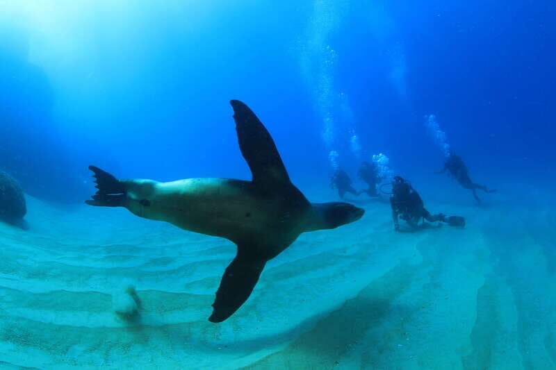 Los Cabos 3-Hour Certified Scuba Diving Tour - What You’ll Love About This Tour
