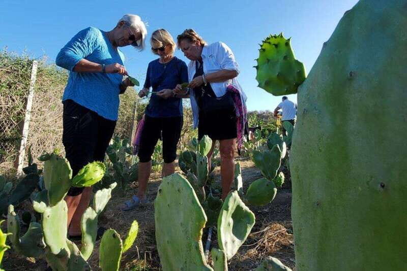 Los Cabos: Azteca Cactus Taco Farm to Table Cooking Class - A Detailed Look at the Experience