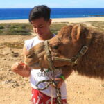 Los Cabos: Camel Ride Safari with Lunch and Tequila Tasting - The Camel Ride