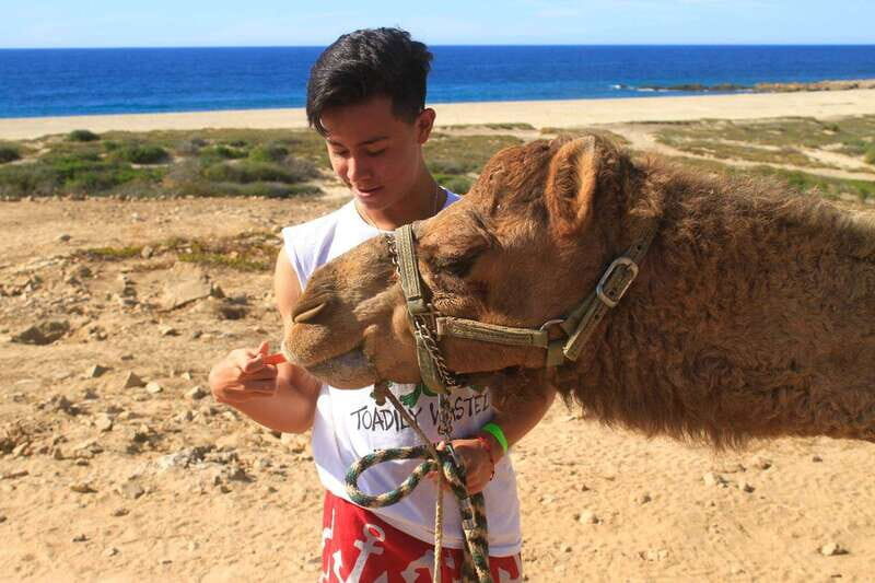 Los Cabos: Camel Ride Safari with Lunch and Tequila Tasting - The Camel Ride