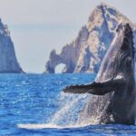 Los Cabos: Catamaran Whale Watching Cruise - The Value of This Tour