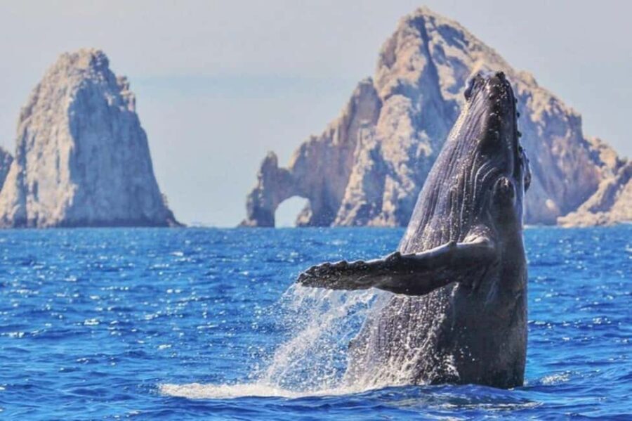 Los Cabos: Catamaran Whale Watching Cruise - The Value of This Tour