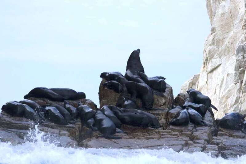 Los Cabos: City Tour with Cruise, Snorkeling, and Tastings - Exploring Los Cabos: What to Expect from the Tour