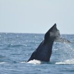 Los Cabos Humpback Whale: 10-Hour Tour 3 Hours of Whale Watching - Who Is This Tour For?