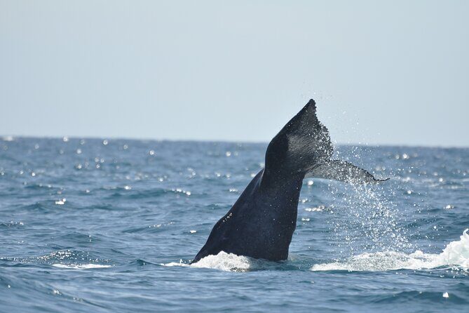 Los Cabos Humpback Whale: 10-Hour Tour 3 Hours of Whale Watching - Who Is This Tour For?