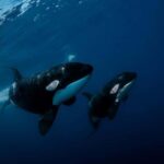 Los Cabos: Ocean Safari Snorkeling and Freediving Tour - The Itinerary in Detail
