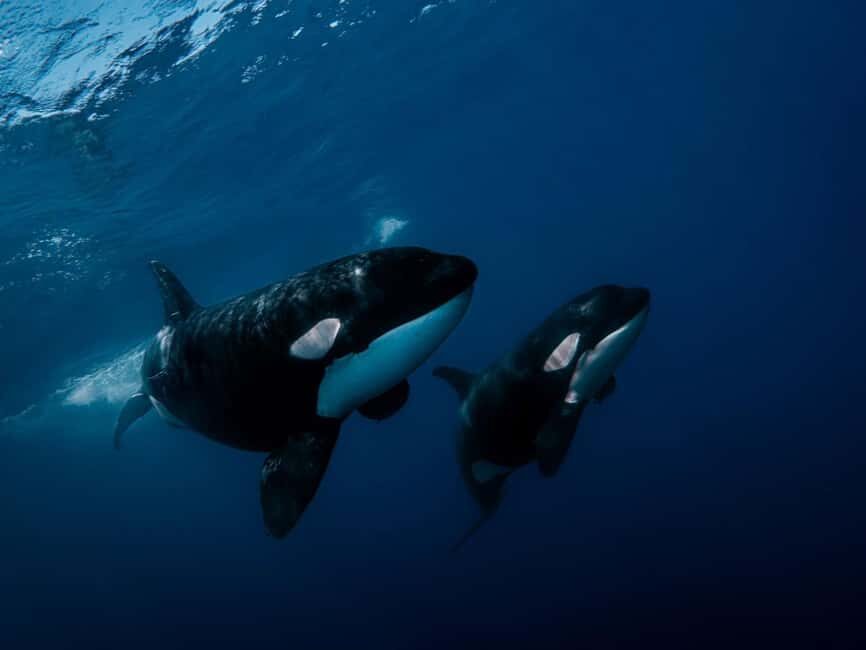 Los Cabos: Ocean Safari Snorkeling and Freediving Tour - The Itinerary in Detail