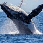 Los Cabos Private Yacht Whale Watching Tour, Snorkel and Drinks - What We Love About This Tour