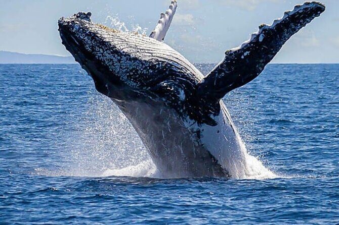Los Cabos Private Yacht Whale Watching Tour, Snorkel and Drinks - What We Love About This Tour