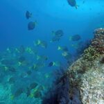 Los Cabos Snorkeling Tour by Speed Boat with Photos Included - The Itinerary: What to Expect