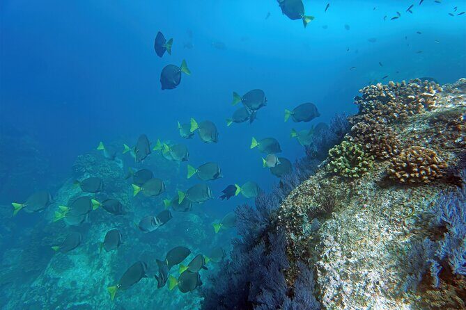 Los Cabos Snorkeling Tour by Speed Boat with Photos Included - The Itinerary: What to Expect