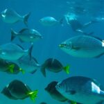 Los Cabos Snorkeling Tour to Chileno Bay and Santa Maria Cove - The Itinerary: What to Expect at Each Stop