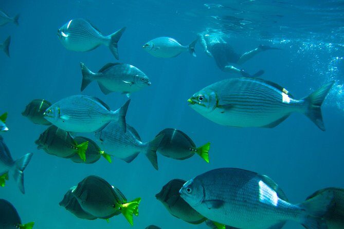 Los Cabos Snorkeling Tour to Chileno Bay and Santa Maria Cove - The Itinerary: What to Expect at Each Stop