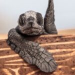 Los Cabos turtle release conservation program - The Sum Up