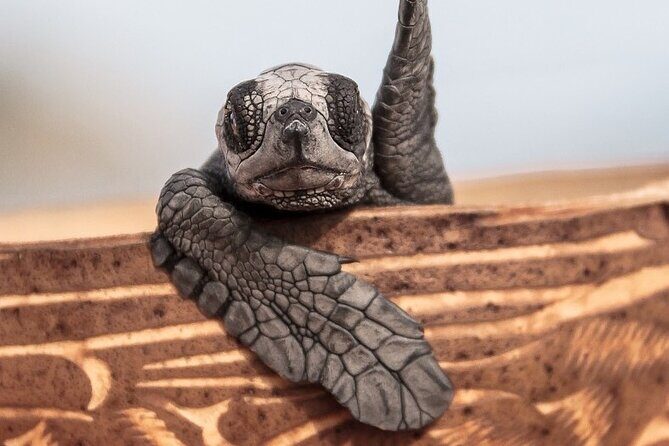Los Cabos turtle release conservation program - The Sum Up