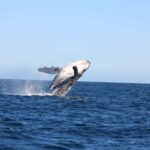 Los Cabos: Whale Watching and Safari - Why the Experience Works