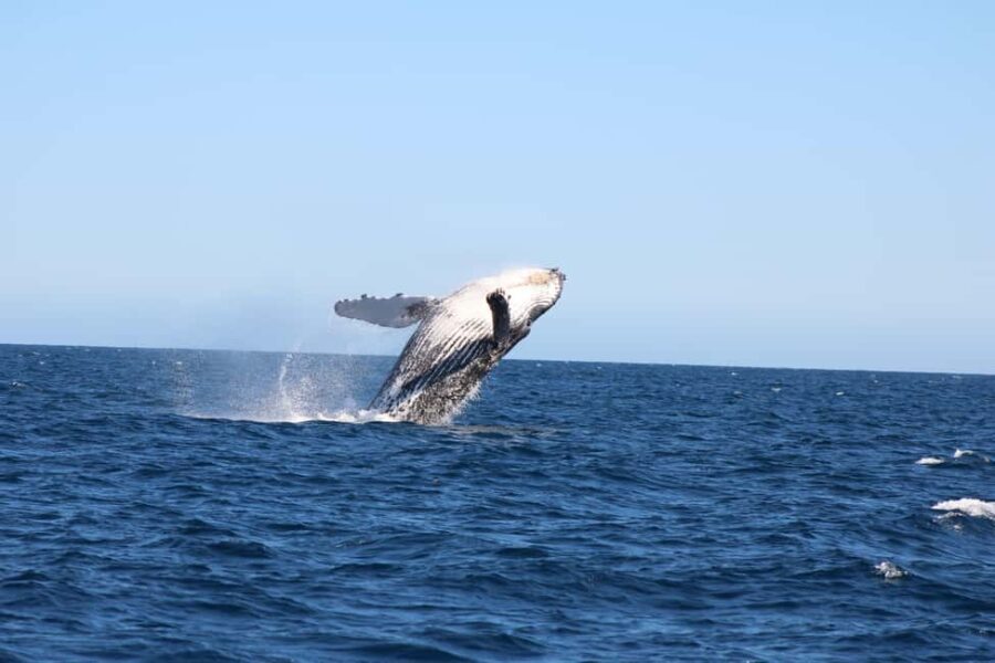 Los Cabos: Whale Watching and Safari - Why the Experience Works