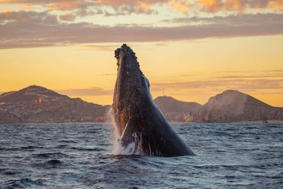 Los Cabos: Whale Watching and Sunset Catamaran Cruise - Key Points
