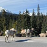 Louise, Moraine/Johnston Canyon, Minnewanka & Banff Town - Final Thoughts: Is This Tour For You?