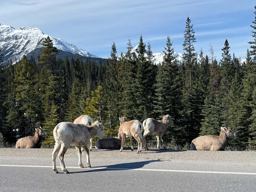 Louise, Moraine/Johnston Canyon, Minnewanka & Banff Town - Final Thoughts: Is This Tour For You?