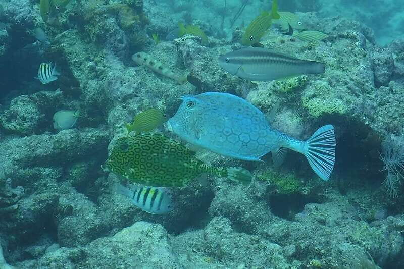 Lower Grand Lagoon: Panama City Beach Guided Snorkeling Tour - The Itinerary and What to Expect