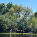 Lower Salt River Guided Kayak Tours - The Itinerary and What You Can Expect